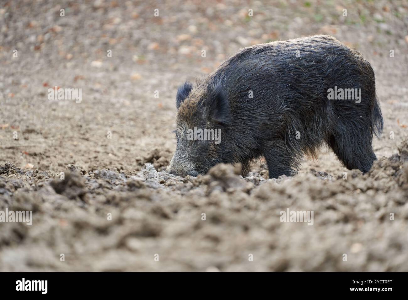 Dirty wild boar covered in mud rooting in a forest glade Stock Photo ...