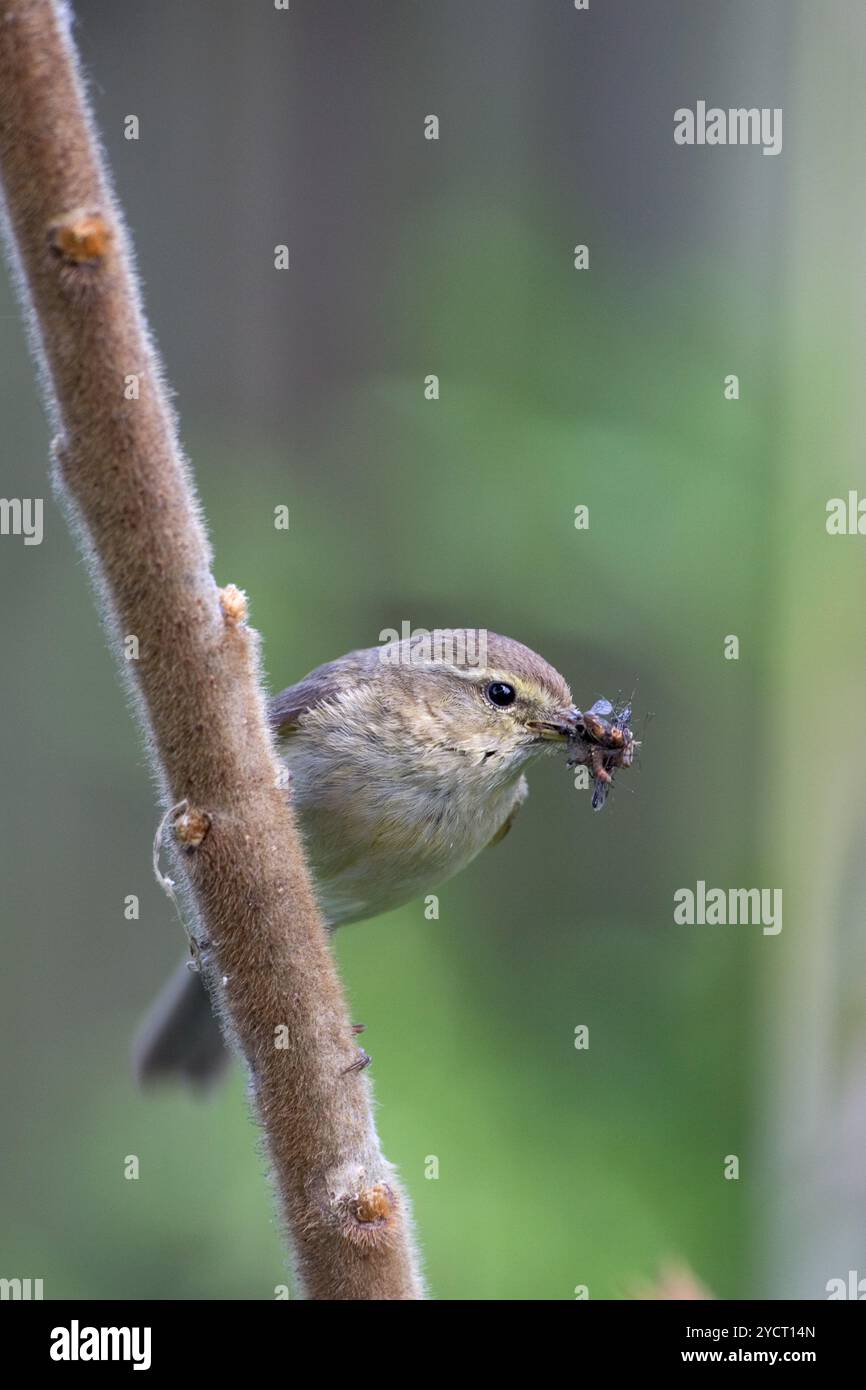 Common chiffchaff Phylloscopus collybita in garden with food for young ...