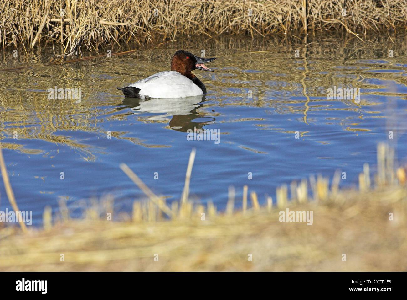 Canvasback Aythya valisineria male swimming on irrigation channel ...