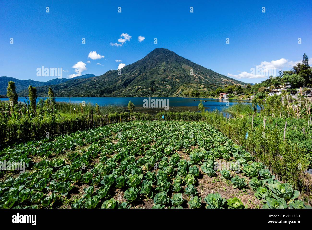 Vegetable field and volcano San Pedro, southwest of the caldera of Lake ...