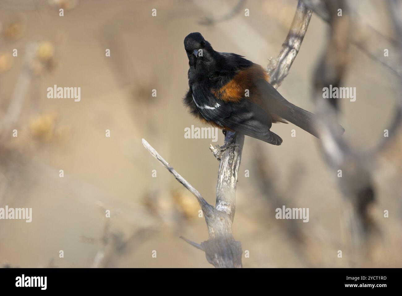 Mocking cliff-chat Thamnolaea cinnamomeiventris Kruger National Park ...