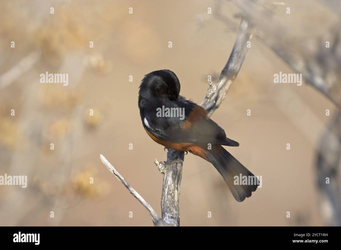 Mocking cliff-chat Thamnolaea cinnamomeiventris Kruger National Park ...