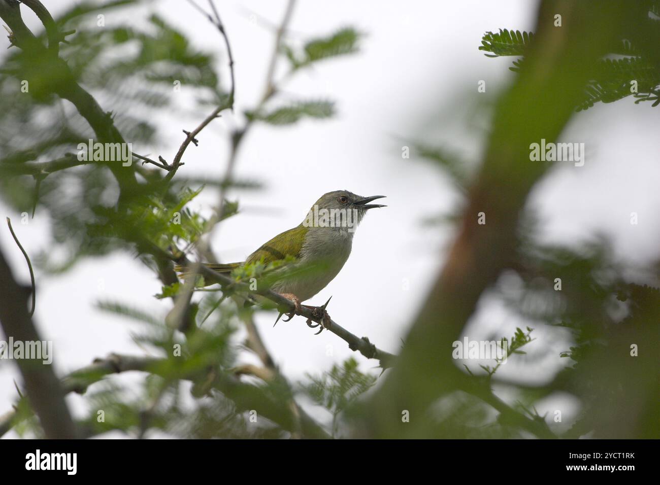 Green-backed camaroptera Camaroptera brachyura Kruger National Park ...