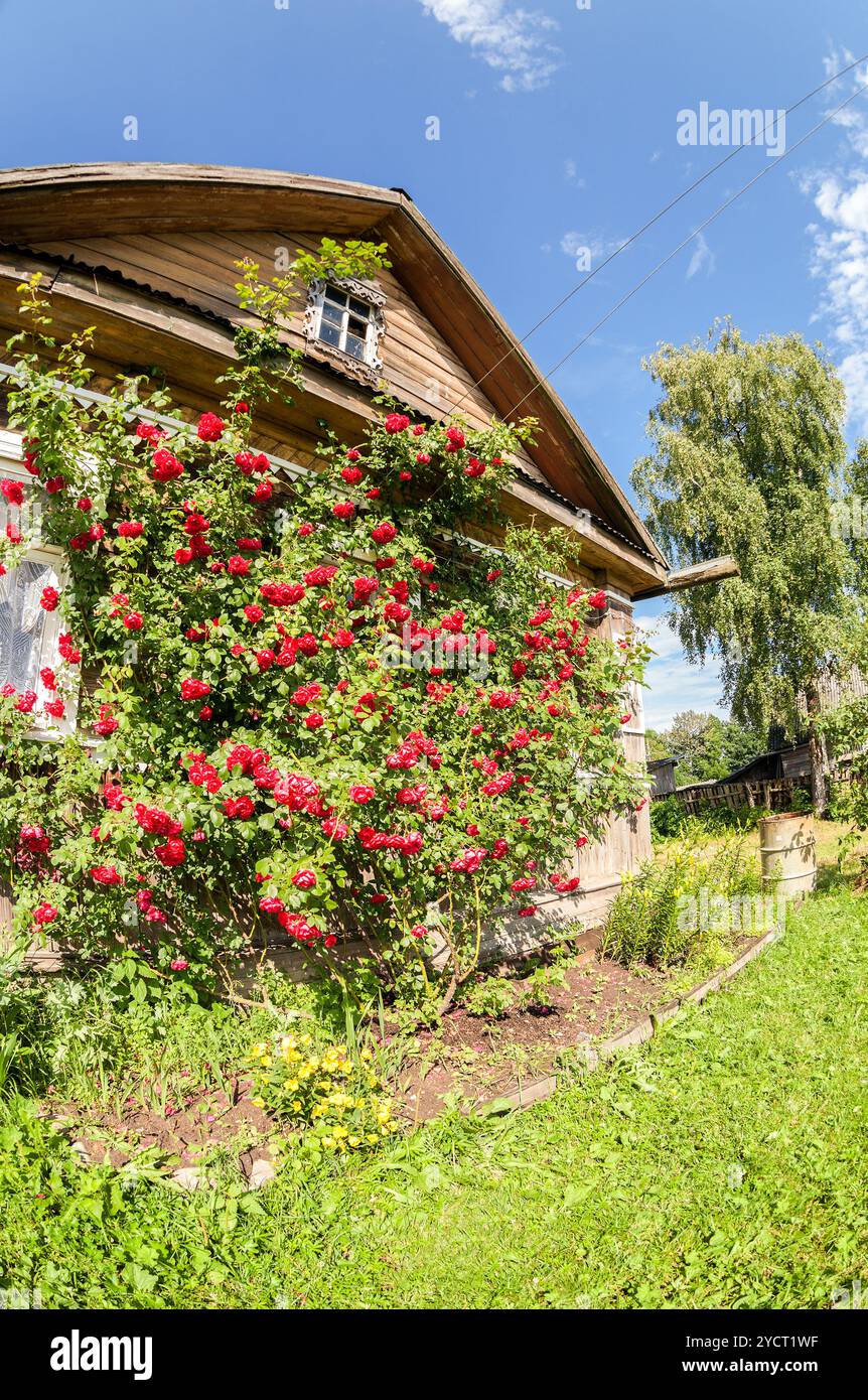 Flowers on facade traditional hi-res stock photography and images - Alamy