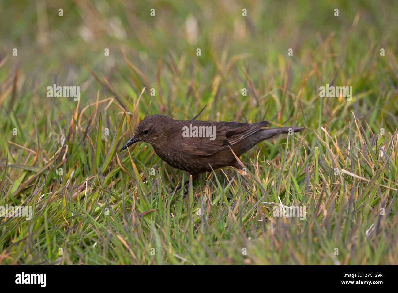 Blackish cinclodes Cinclodes antarcticus antarcticus Sea Lion Island Falkland Islands Stock ...