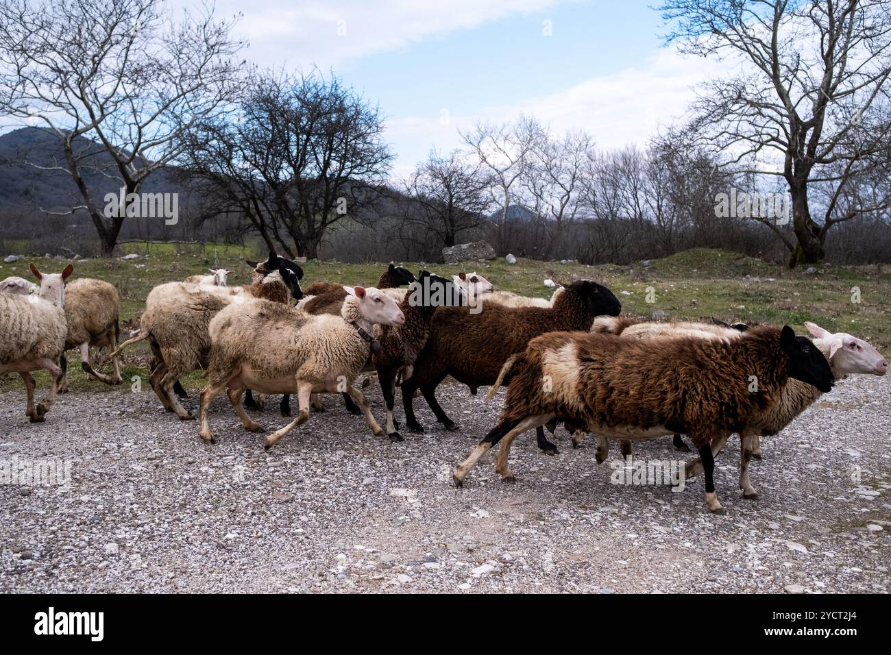 Herd of sheep in the Kalambaka and Meteores region, a geological ...