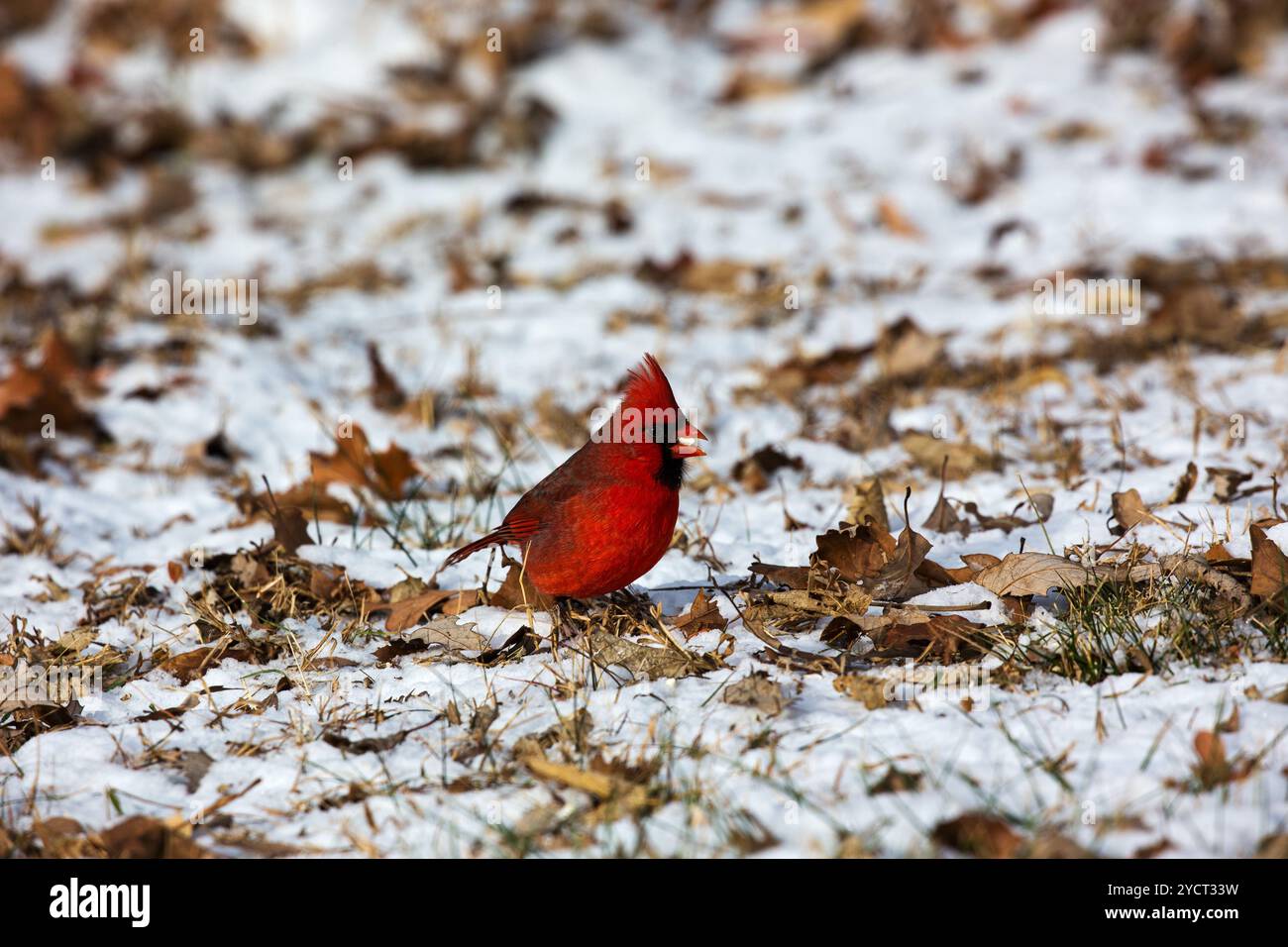 Northern cardinal Cardinalis cardinalis male feeding on snowy ground ...