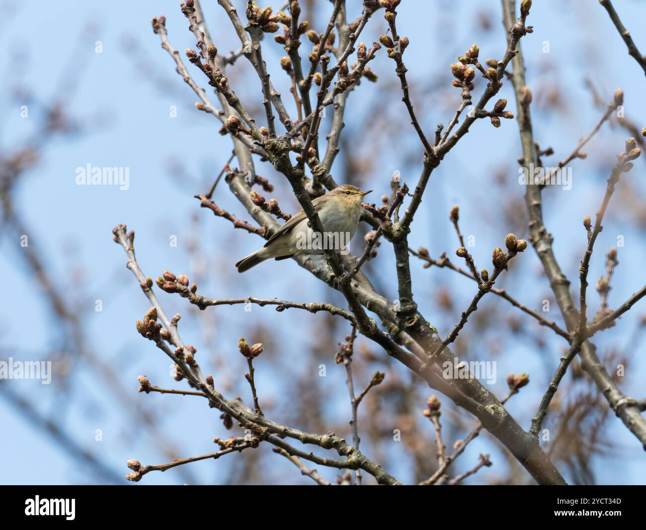 Chiffchaff Phylloscopus collybita perched in an English oak Quercus ...