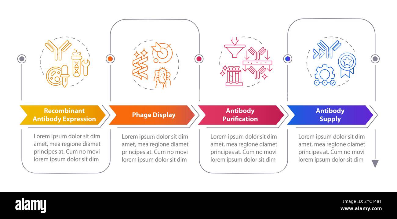 Antibody production process rectangular infographics Stock Vector Image ...