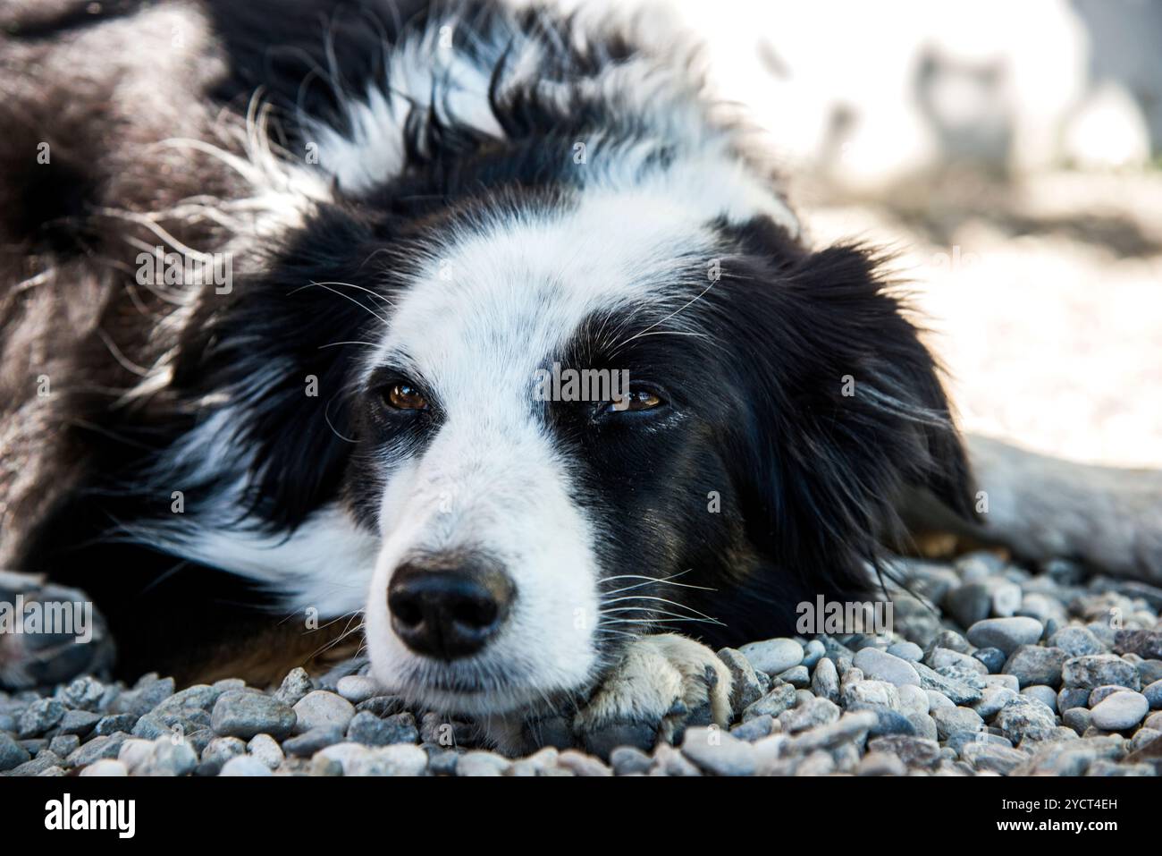 Pug border collie hi-res stock photography and images - Alamy