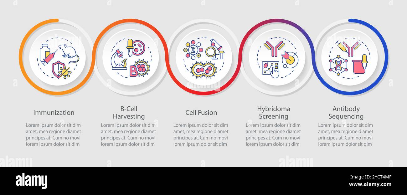 Hybridoma technology infographics circles sequence Stock Vector Image ...