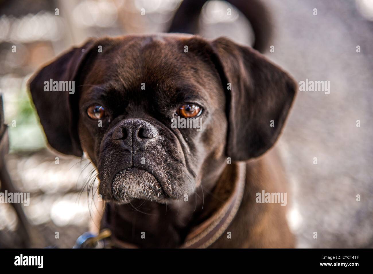 Dogs, Shibainu, Pug, Border Collie Stock Photo - Alamy