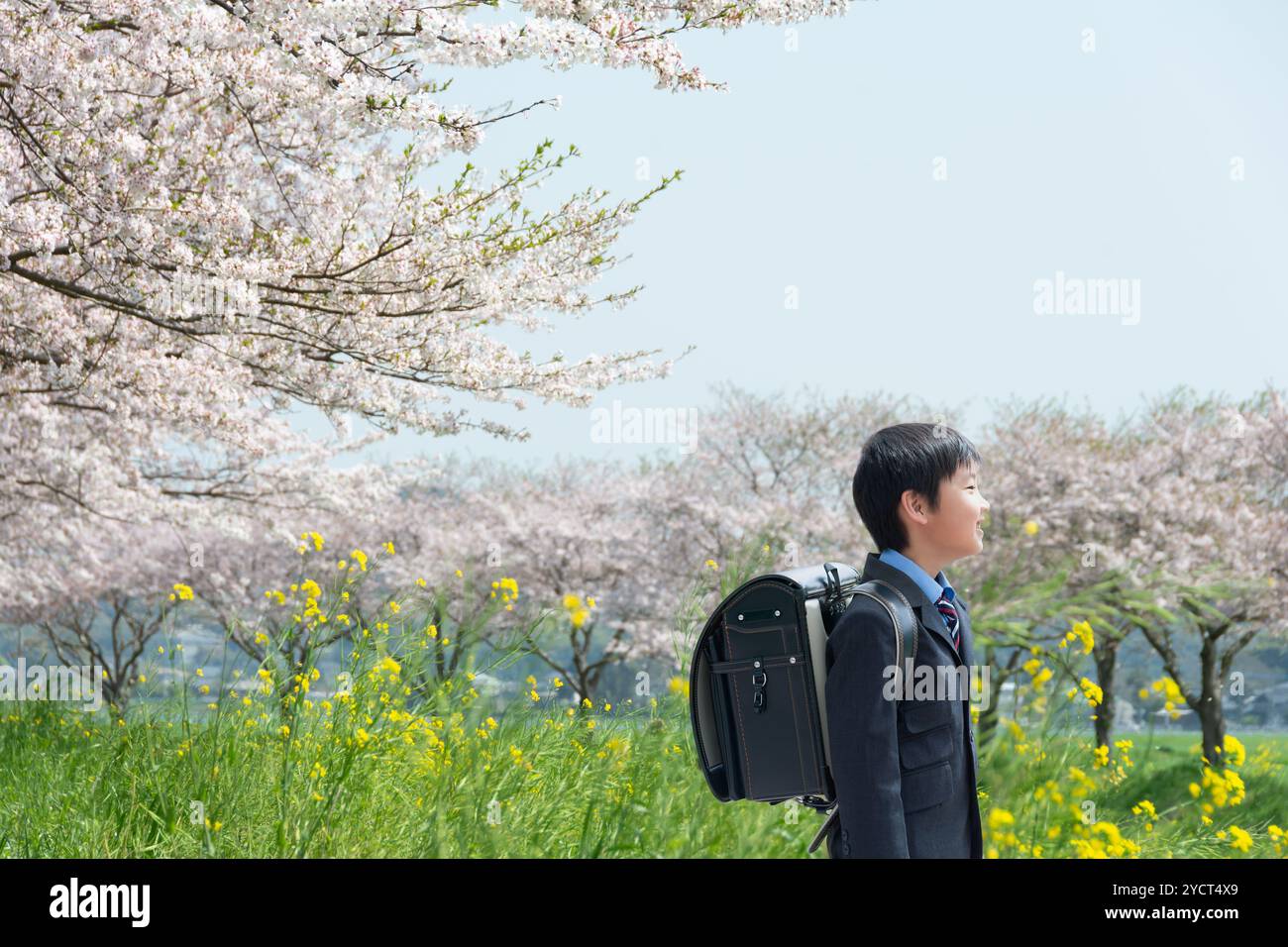 New first-year boy in formal dress walking along cherry blossom-lined ...