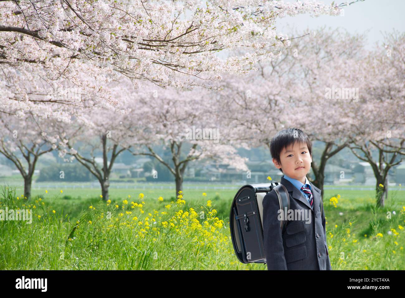 New first-year boy in formal dress walking along cherry blossom-lined ...