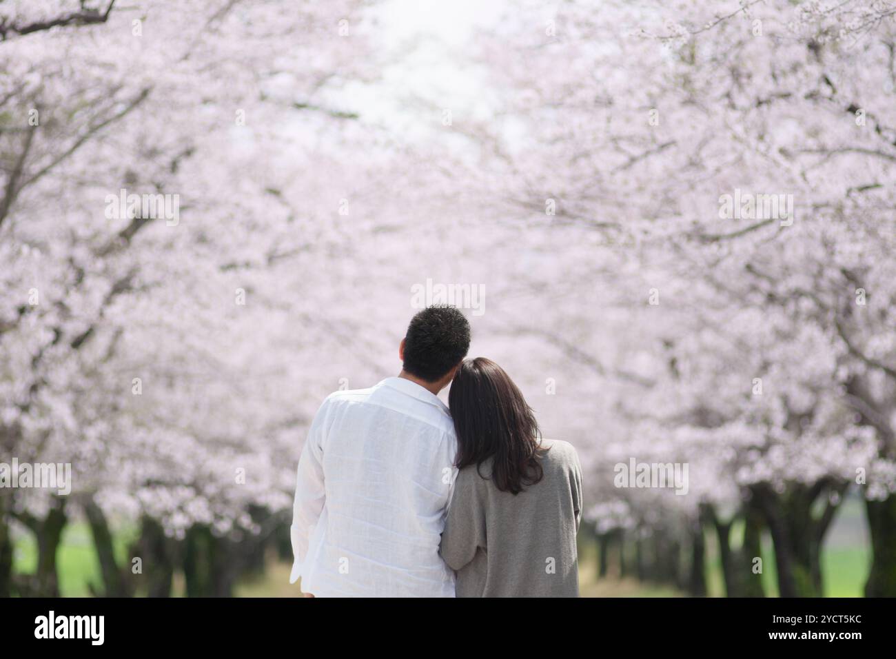 Japanese couple cuddling on cherry blossom trees Stock Photo - Alamy