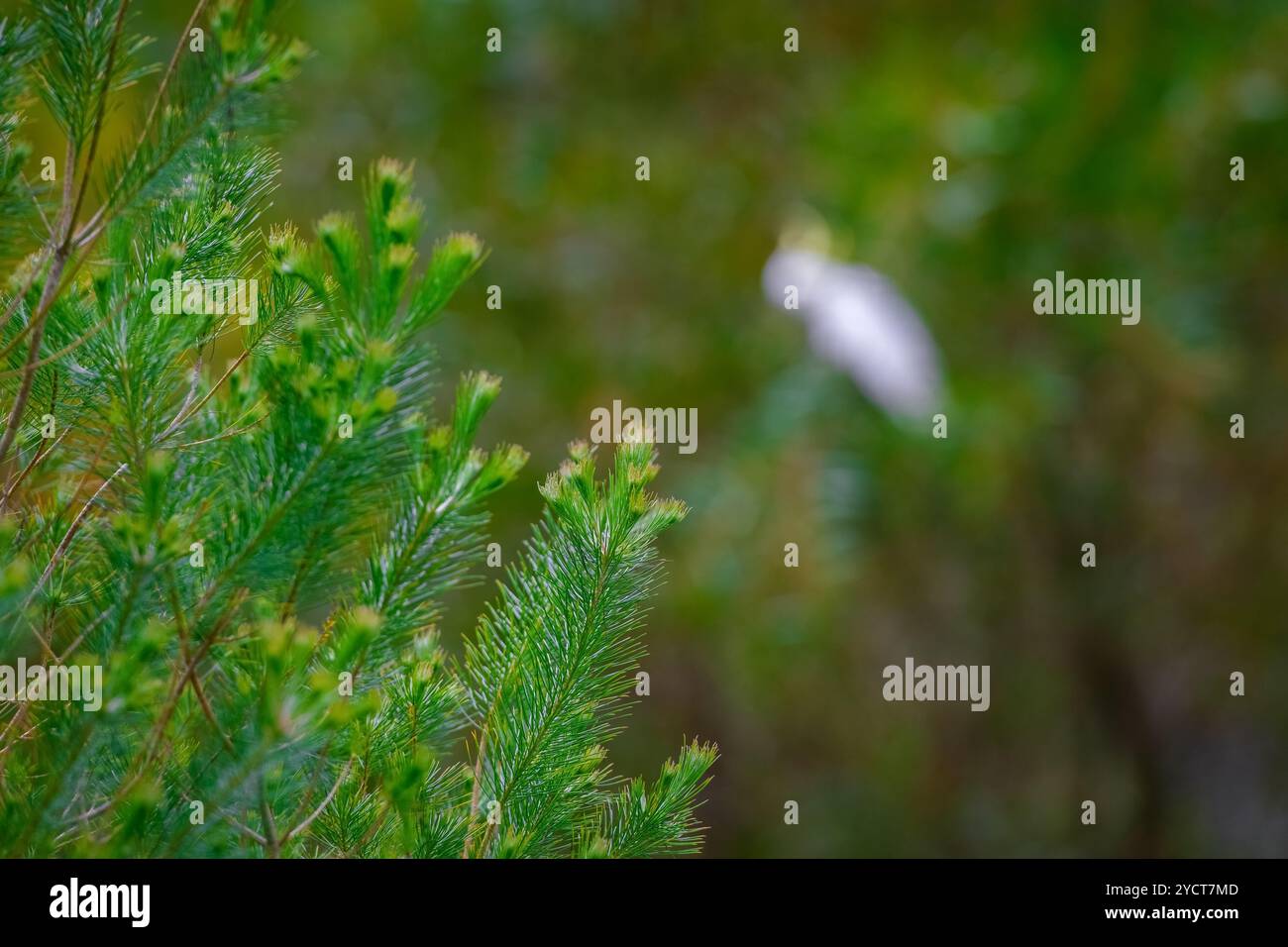 Close up of pine tree branch with white bird cockatoo parrot sitting on ...
