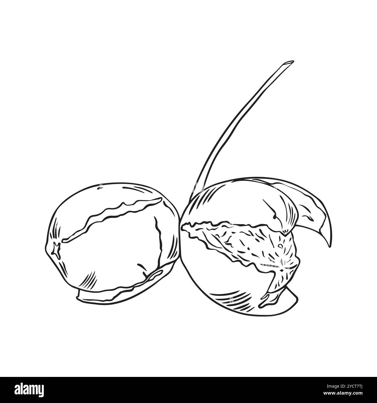 Walnut with open shell Stock Vector Images - Alamy