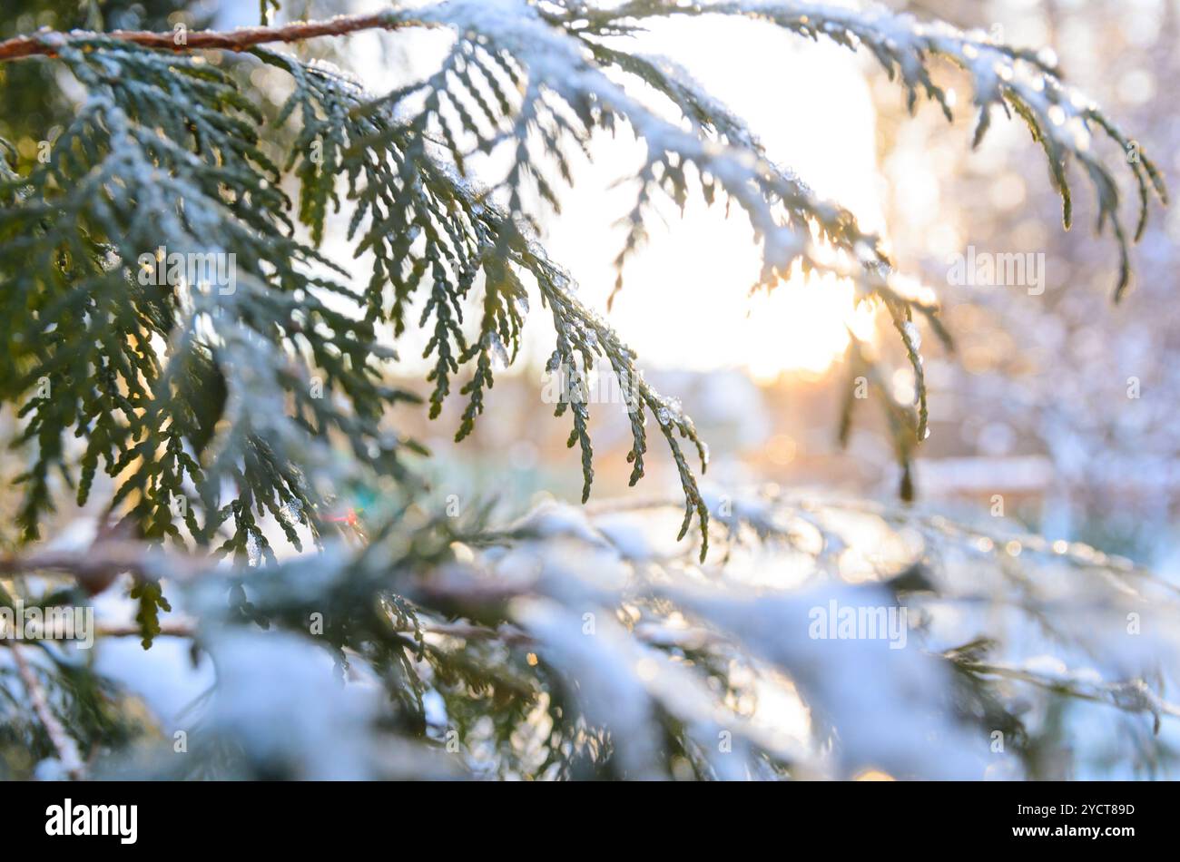 Snowy tree branch at sunset Stock Photo - Alamy