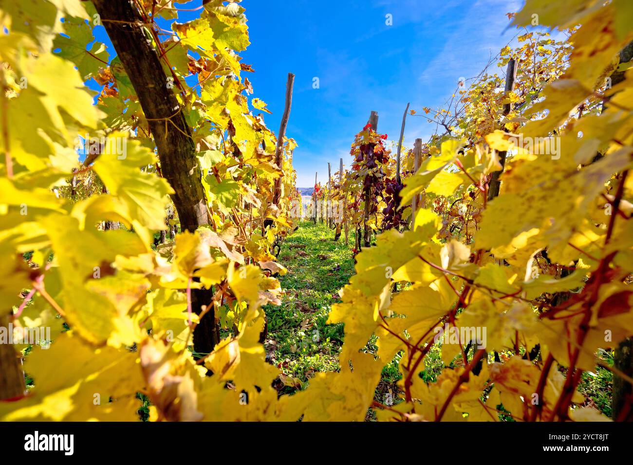 Tranquil vineyard hi-res stock photography and images - Alamy