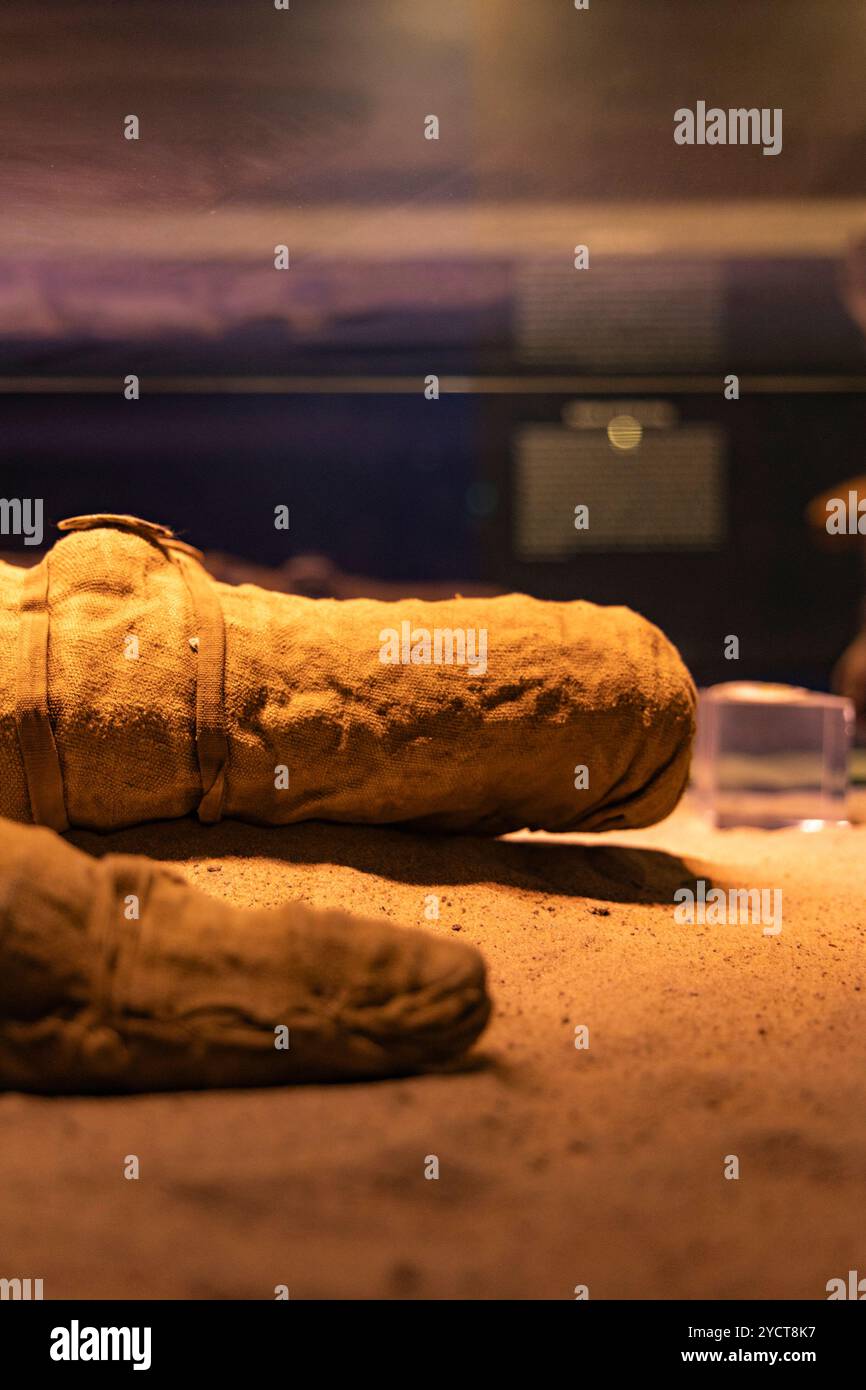 The collection of mummified crocodiles at the Kom Ombo Crocodile Museum ...