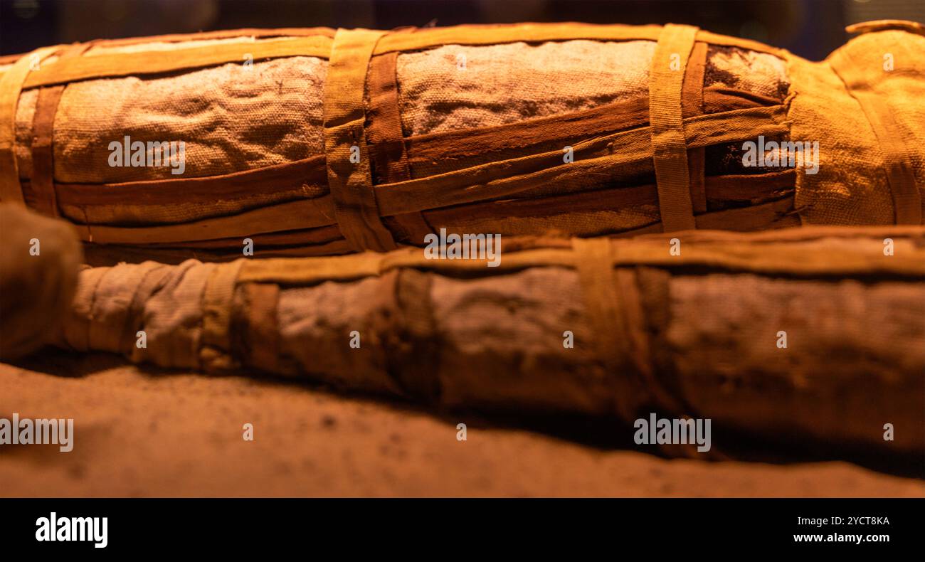 The extraordinary collection of mummified crocodiles of the Kom Ombo ...