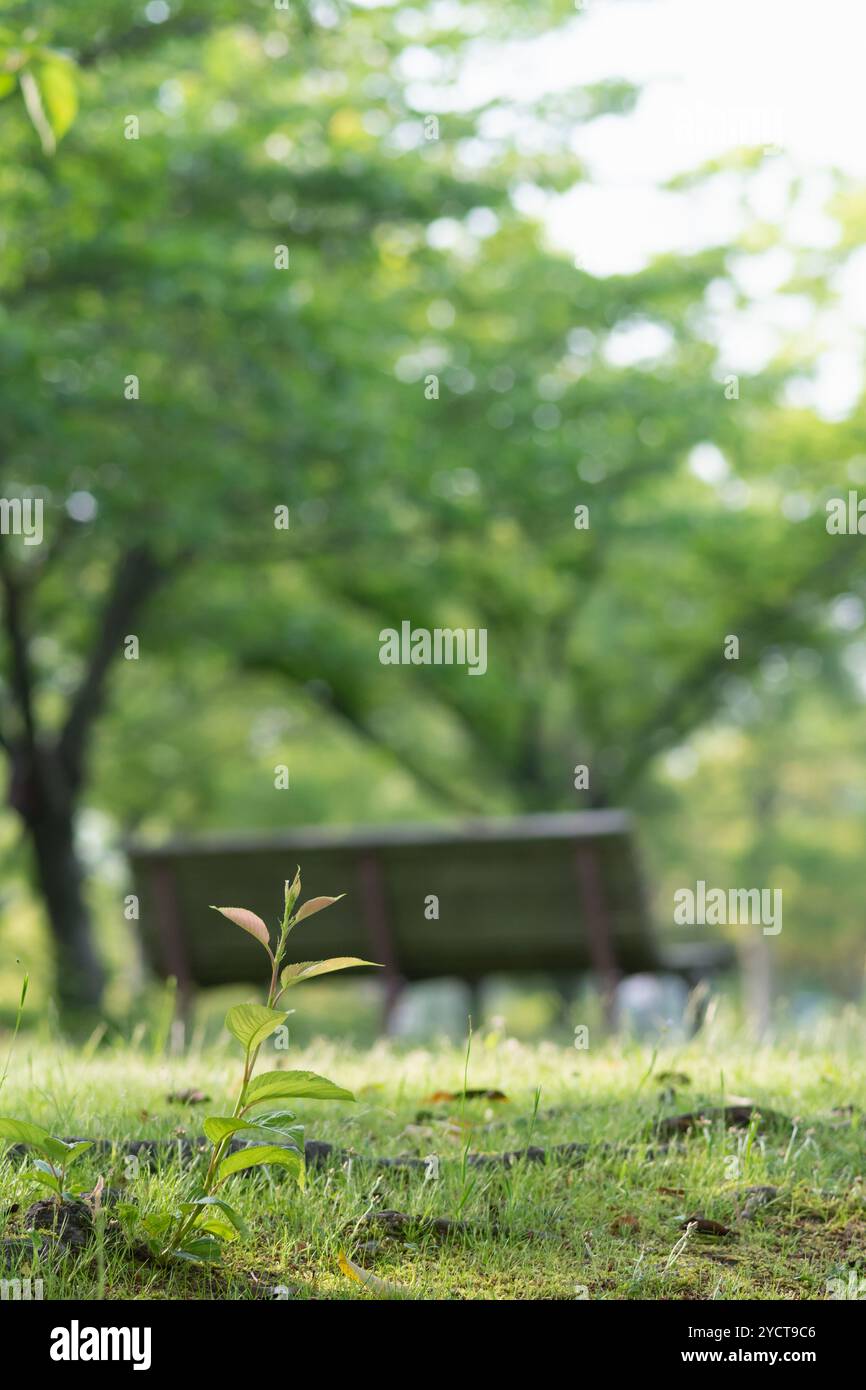 Trees bench park pleasant hi-res stock photography and images - Alamy