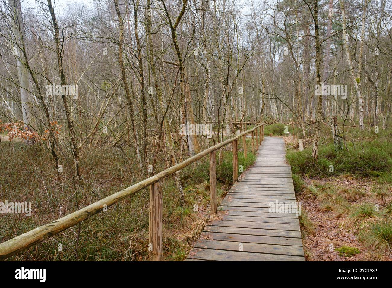 Paved forest path hi-res stock photography and images - Alamy