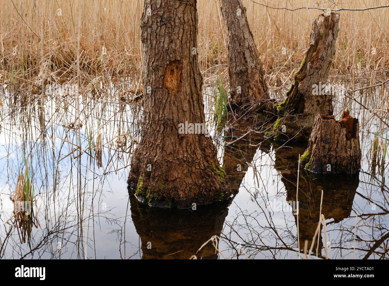 Tree trunk at the marsh, Müritz Nationalpark, Mecklenburg Stock Photo ...
