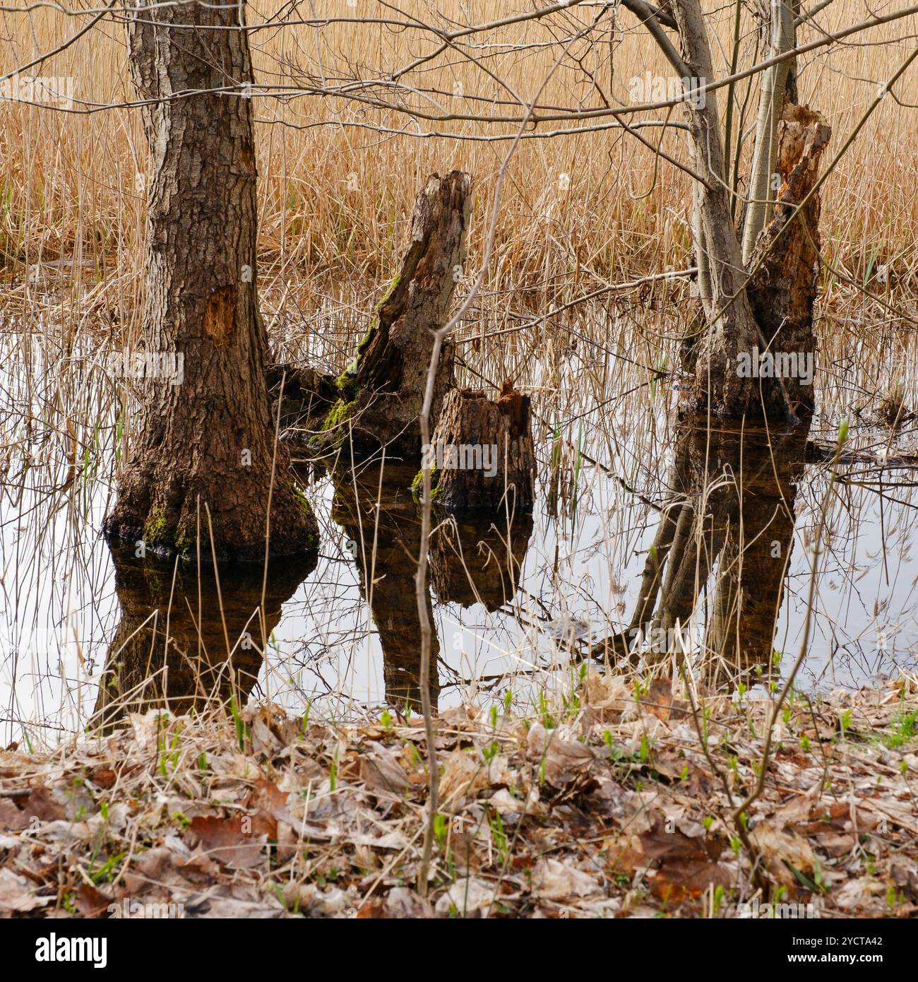 Tree trunk at the marsh, Müritz Nationalpark, Mecklenburg Stock Photo ...