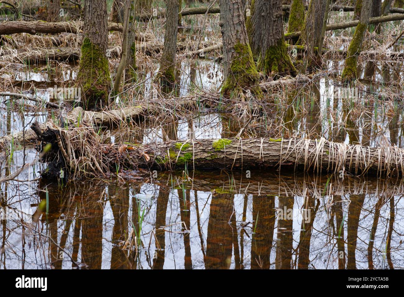 Tree trunk at the marsh, Müritz Nationalpark, Mecklenburg Stock Photo ...