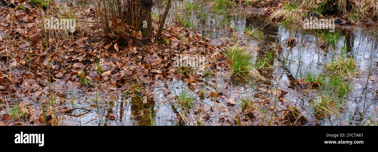Tree trunk at the marsh, Müritz Nationalpark, Mecklenburg Stock Photo ...