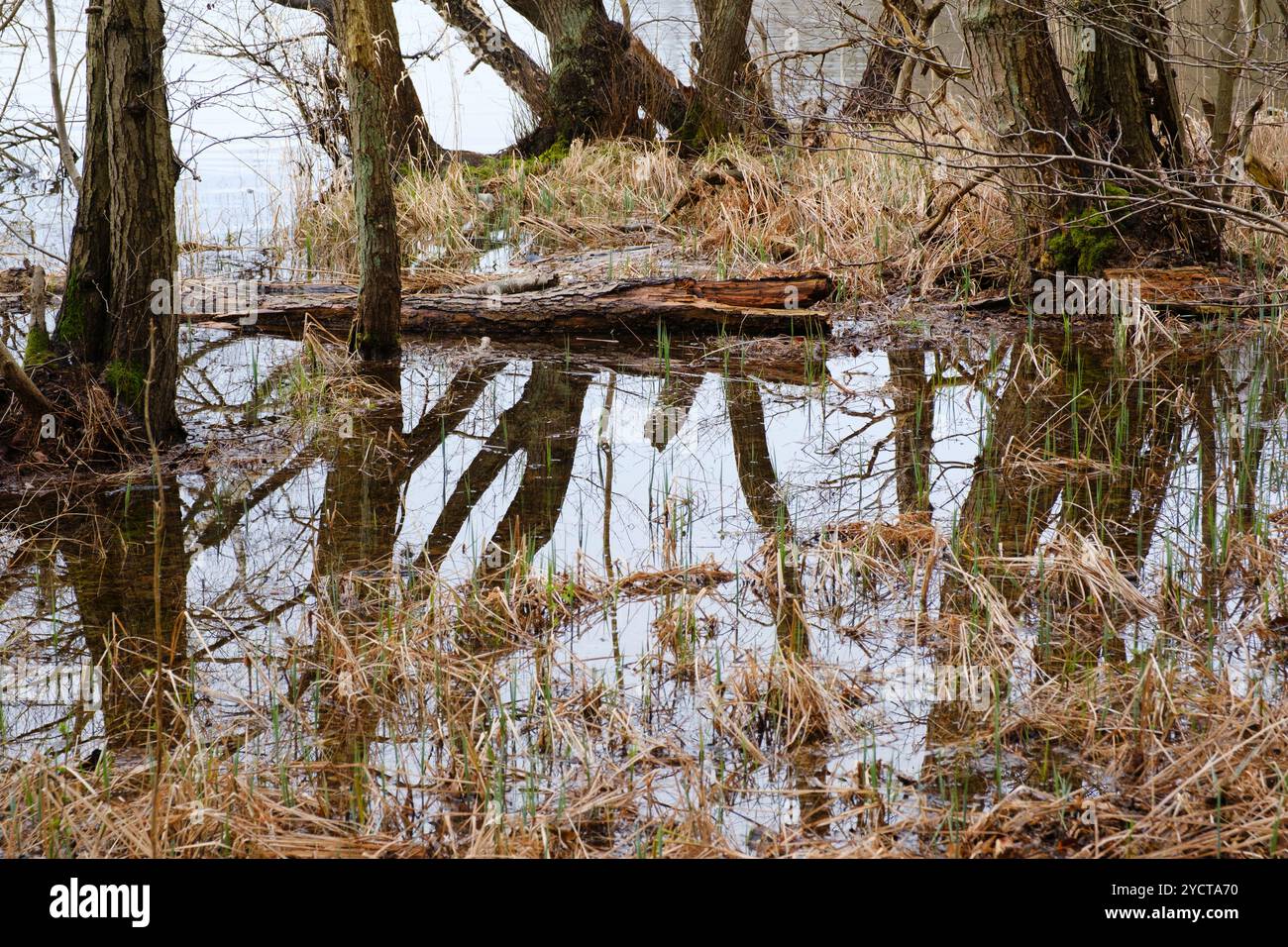 Tree trunk at the marsh, Müritz Nationalpark, Mecklenburg Stock Photo ...