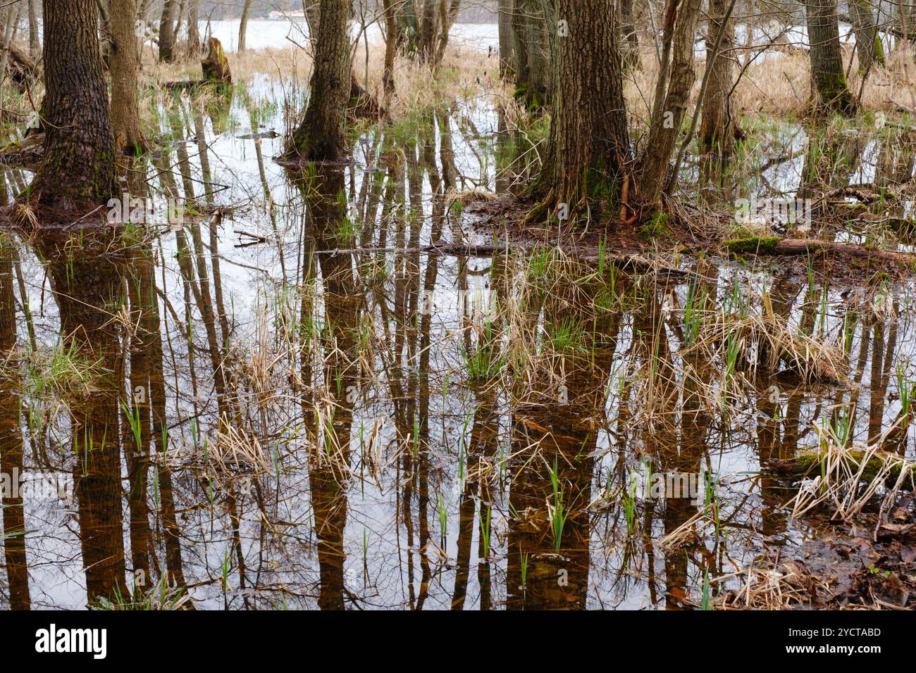 Tree trunk at the marsh, Müritz Nationalpark, Mecklenburg Stock Photo ...