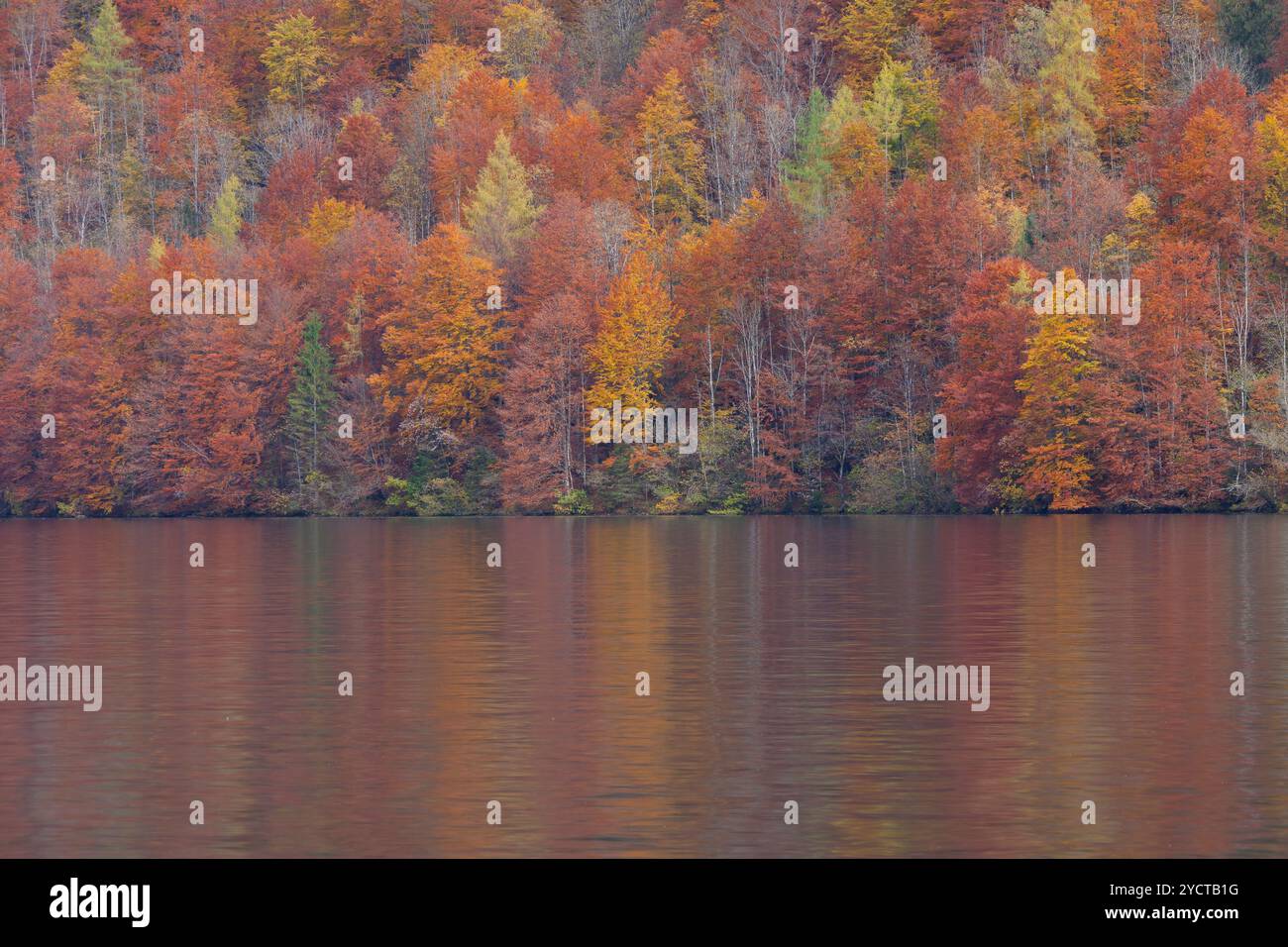 Colorful autumn forest at Koenigssee, Berchtesgaden National Park ...