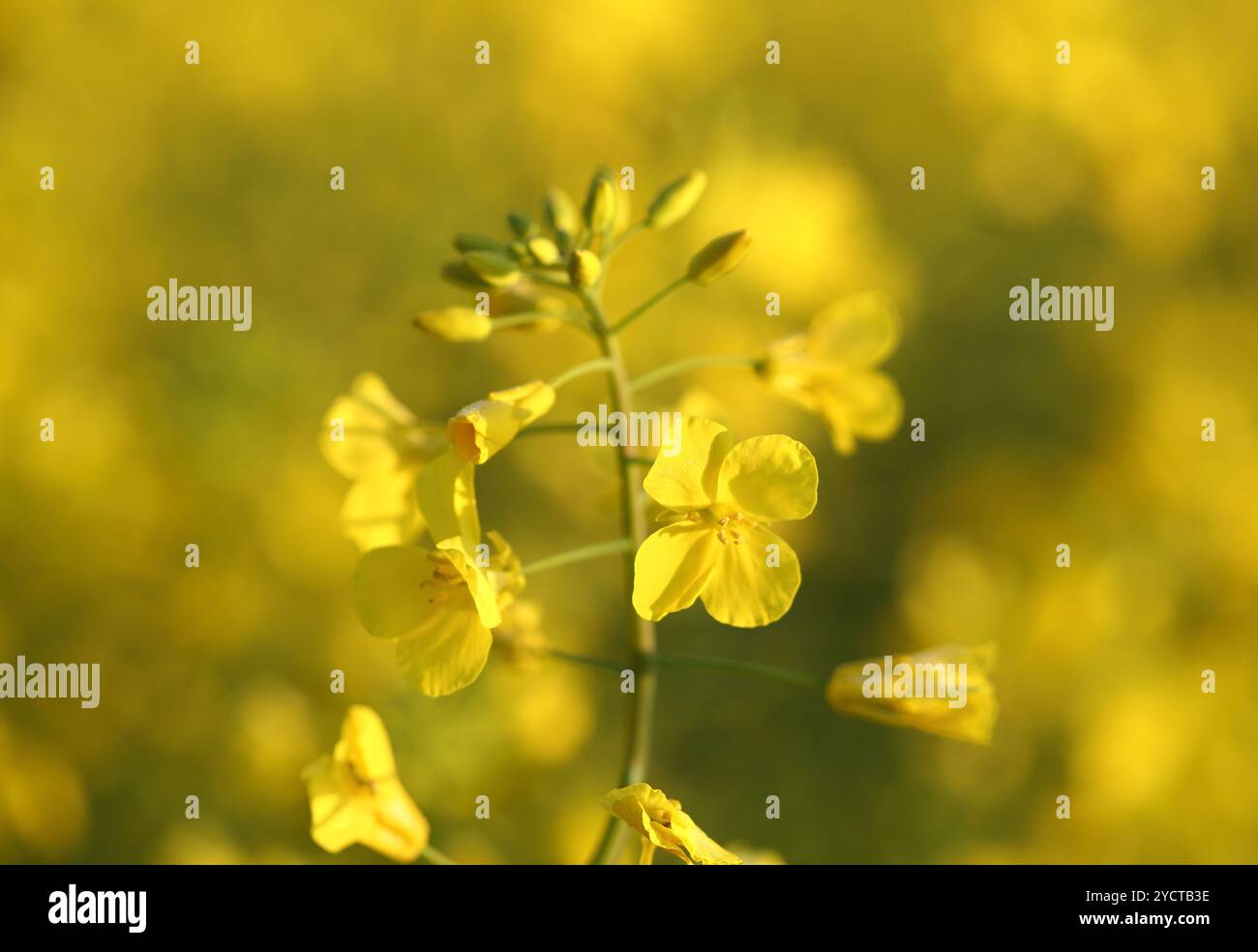 Golden canola hi-res stock photography and images - Alamy