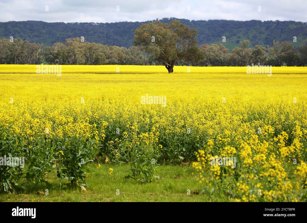 Tree in midst of blooming golden Canola Stock Photo - Alamy