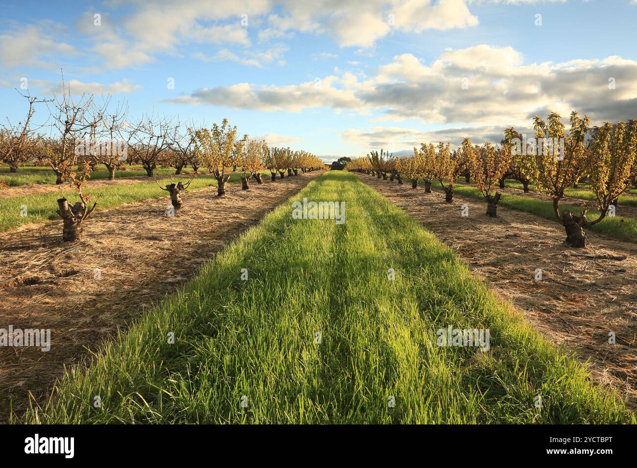 Rows of Cherry Trees Stock Photo - Alamy