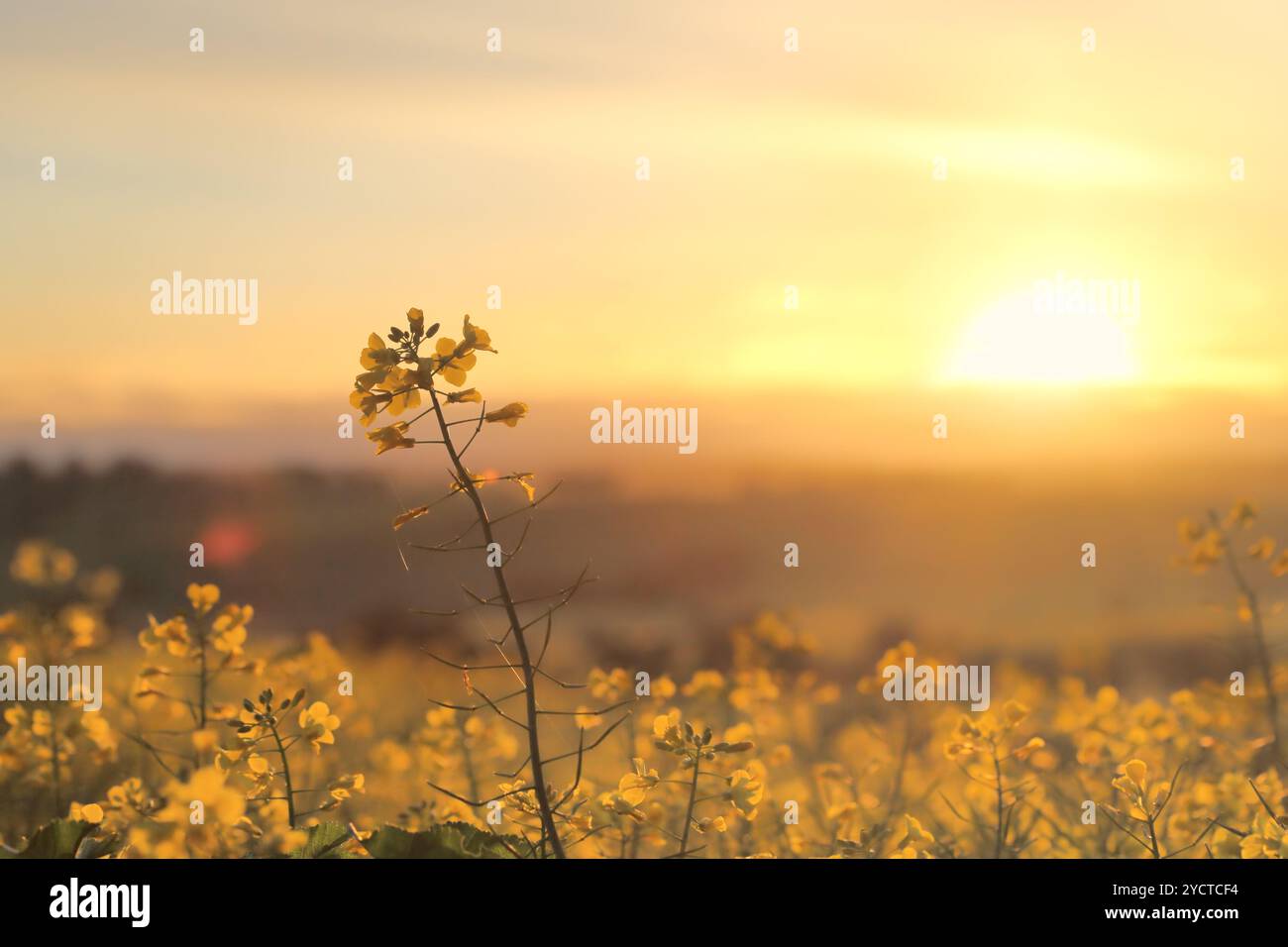 Sunrise Golden Canola Stock Photo - Alamy