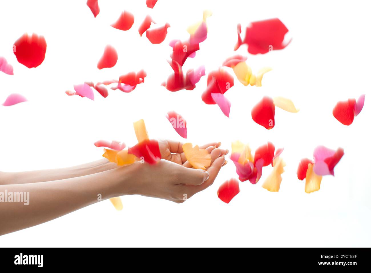 Womans hand with rose Cut Out Stock Images & Pictures - Alamy