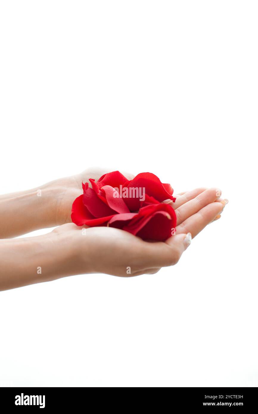 Womans hand with rose Cut Out Stock Images & Pictures - Alamy