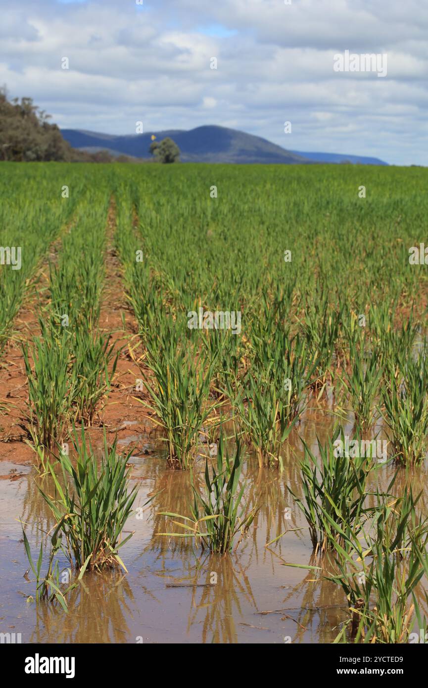 Waterlogged wheat crops after partial flooding Stock Photo - Alamy