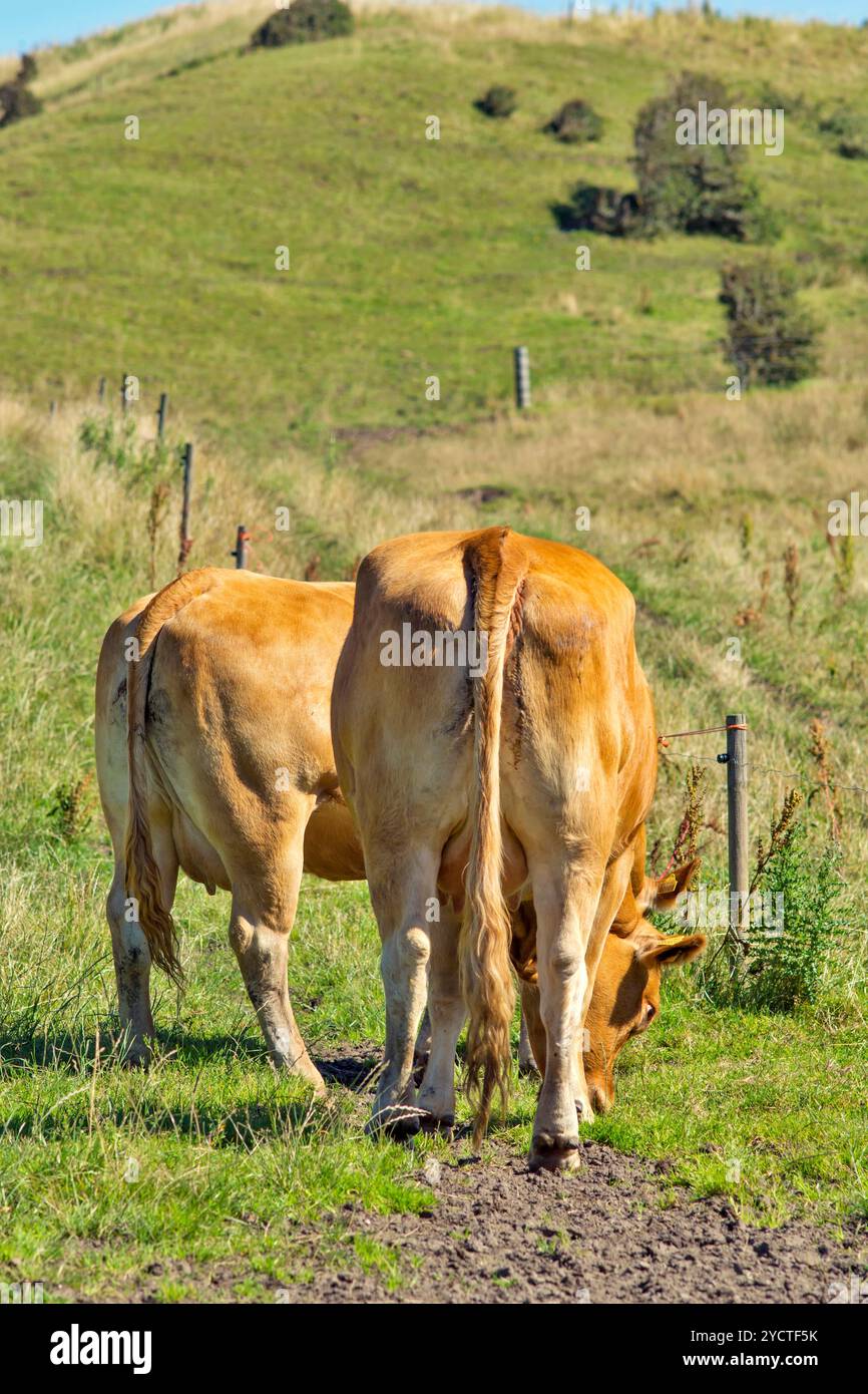 Standing cow from behind hi-res stock photography and images - Alamy