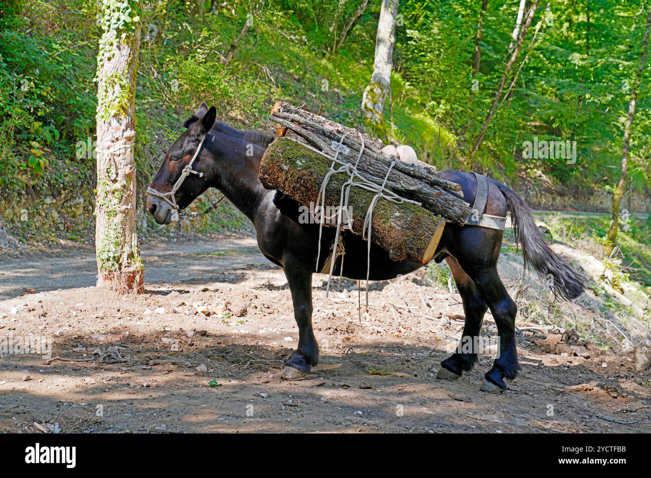 Mules (Equus asinus x caballus) at work in the forest, wood collection ...