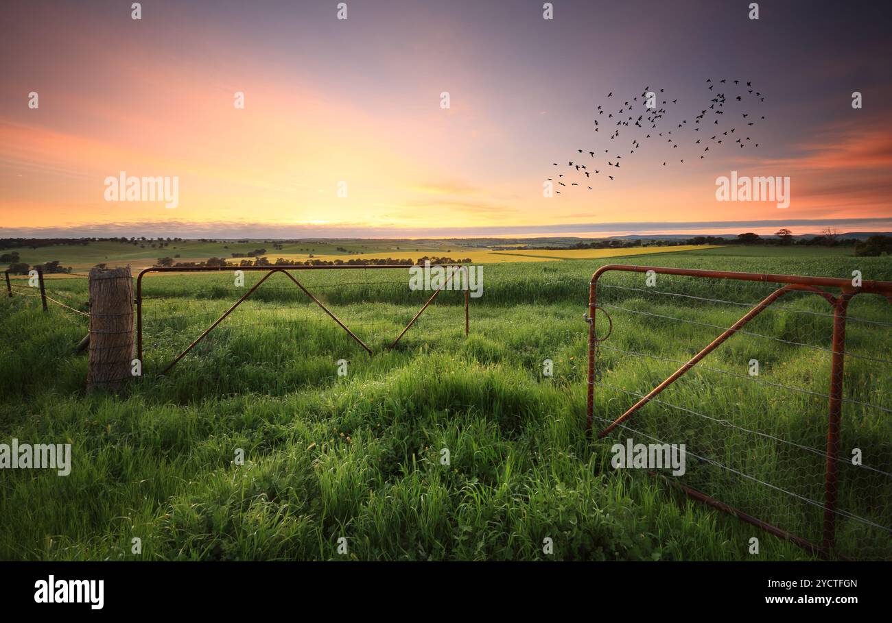 Rusty gates open to wheat and canola crops Stock Photo - Alamy