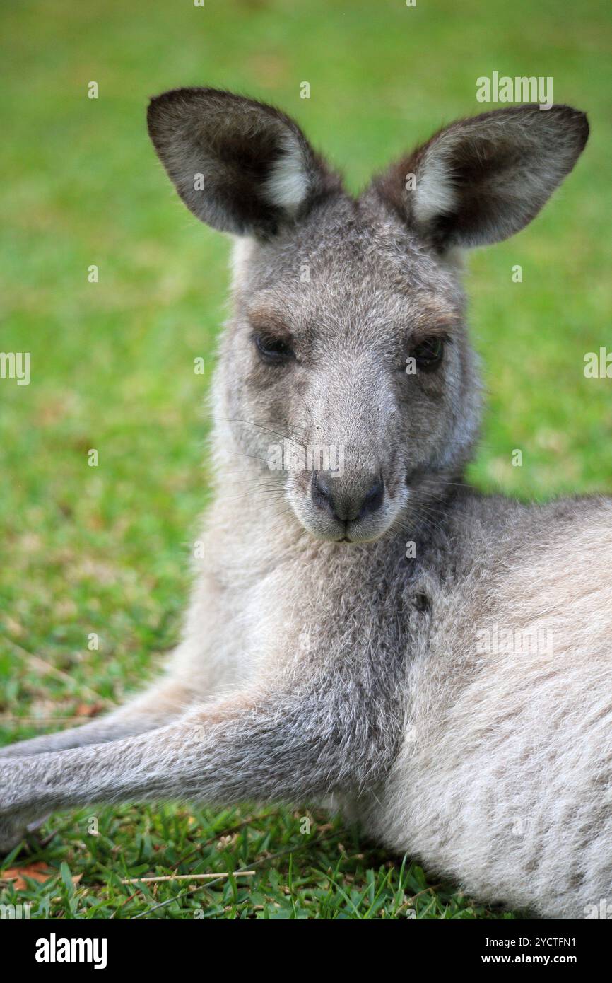 Eastern Grey Kangaroo Stock Photo - Alamy