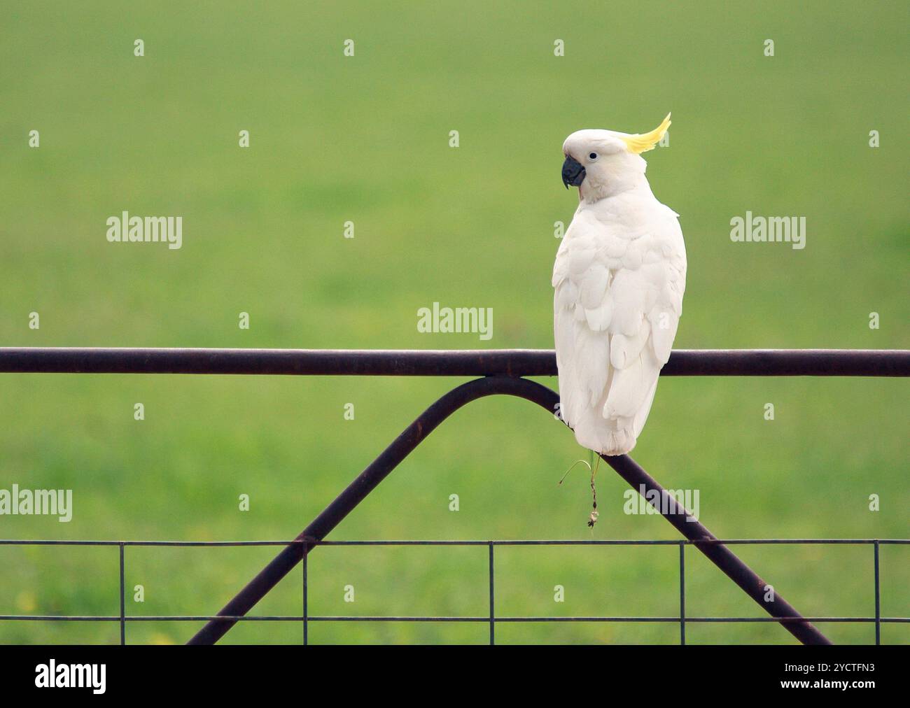 White australian bird hi-res stock photography and images - Alamy