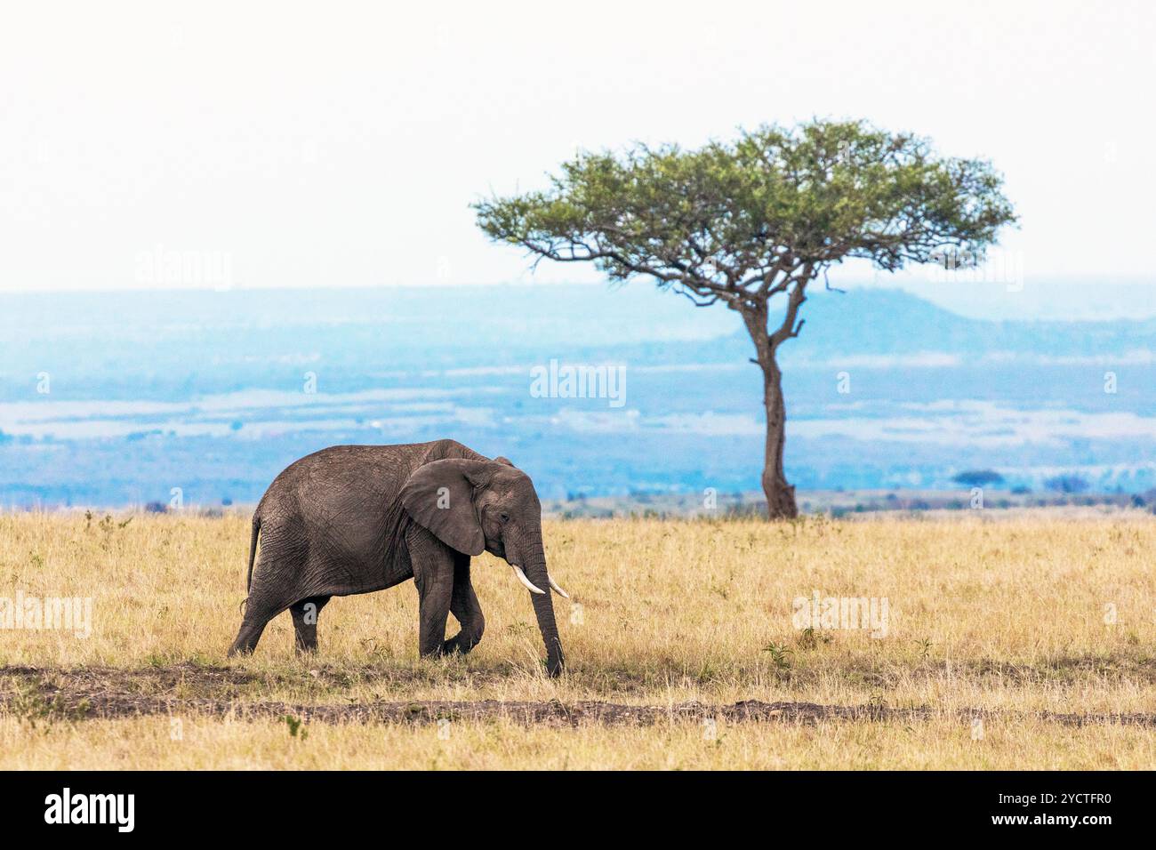 African elephant, Masai mara, Kenya, Africa Stock Photo - Alamy
