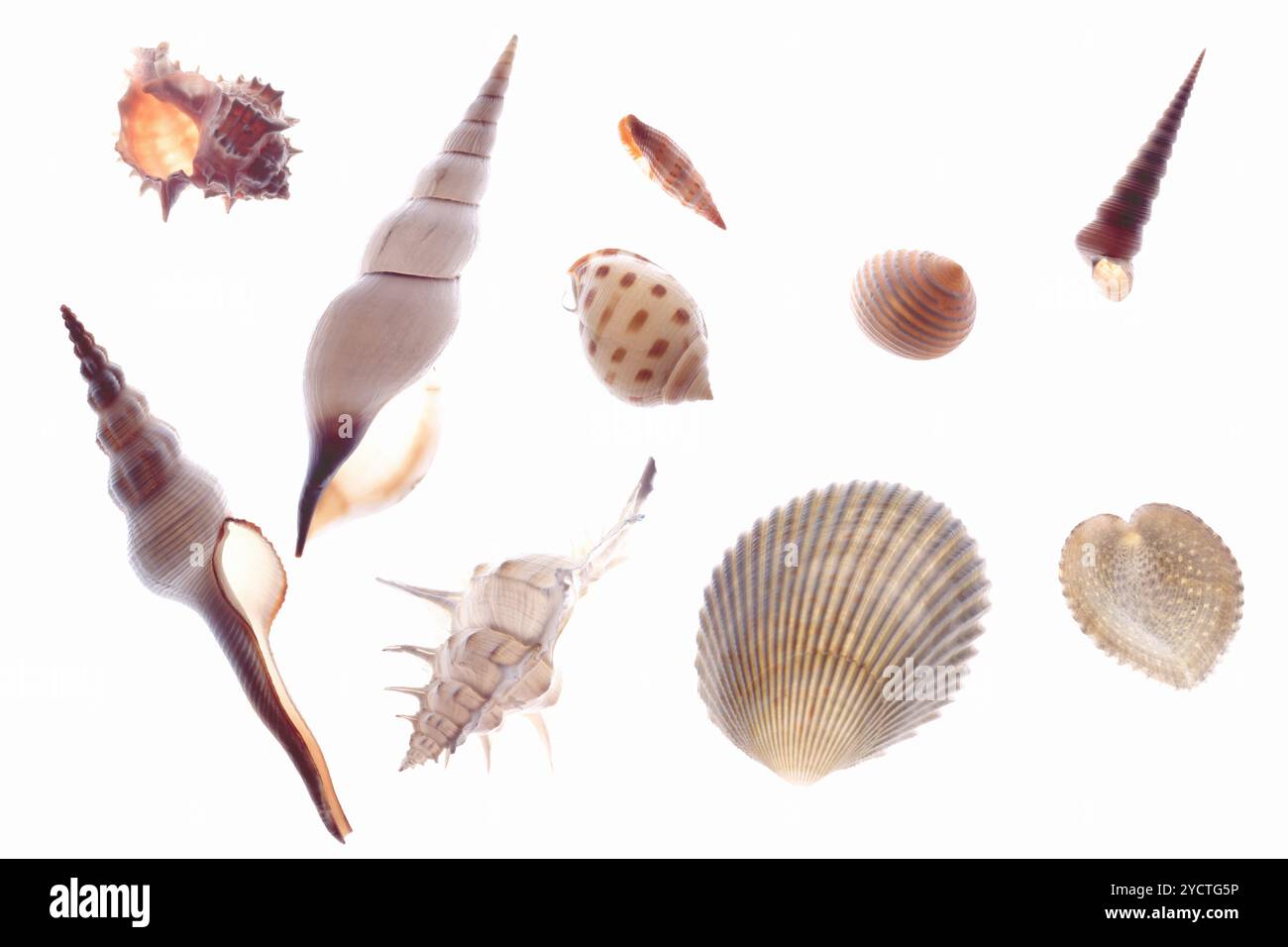 Various shell hi-res stock photography and images - Alamy