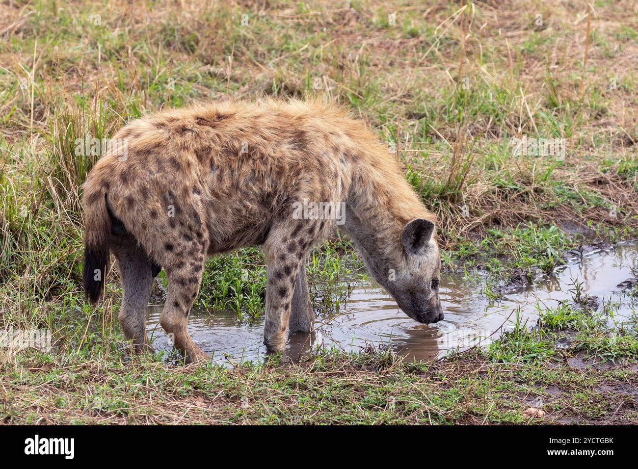 Spotted Hyena, ( Crocuta crocuta) also known as the laughing hyena because of its distinctive ...