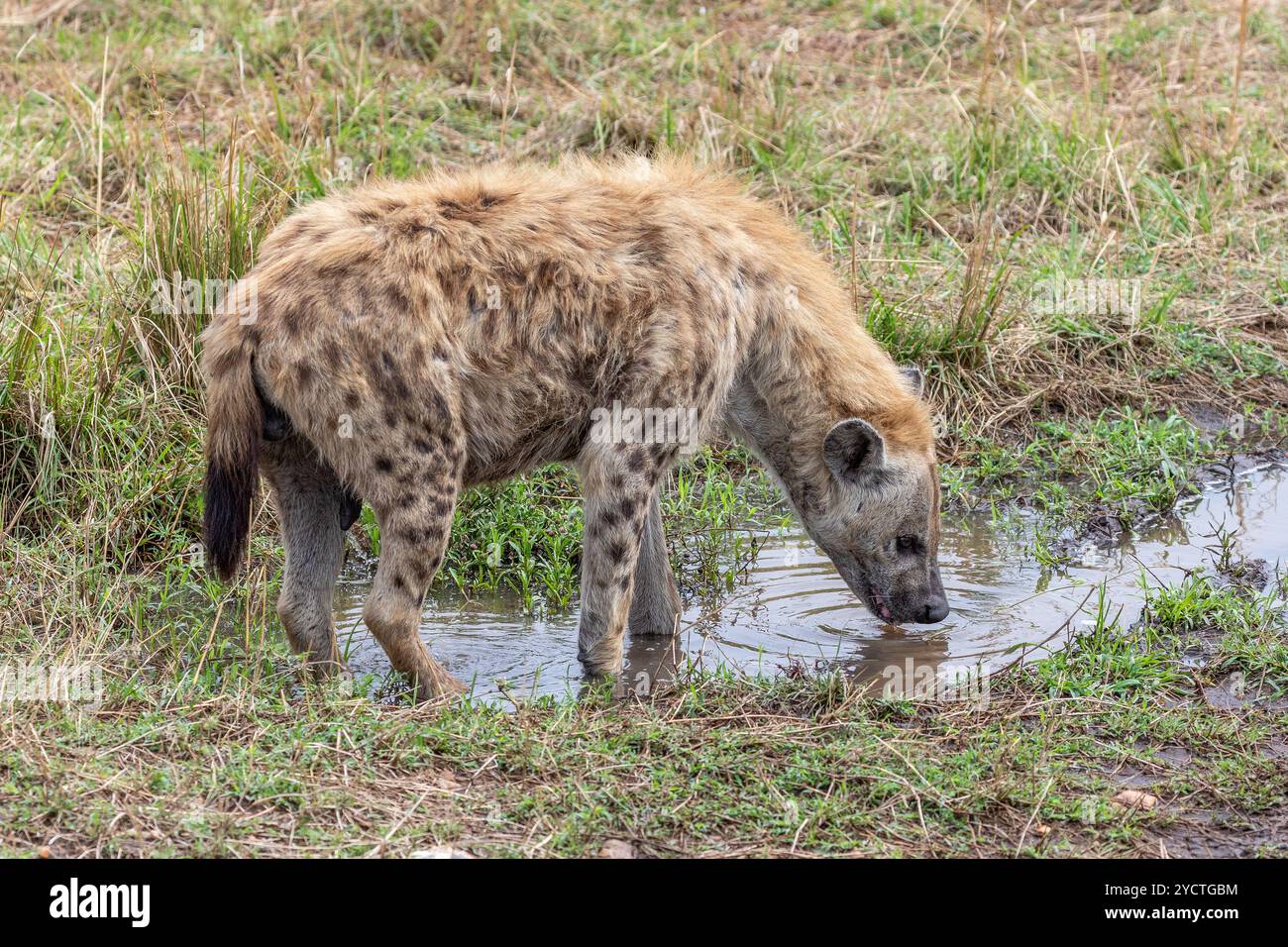 Spotted Hyena, ( Crocuta crocuta) also known as the laughing hyena because of its distinctive ...